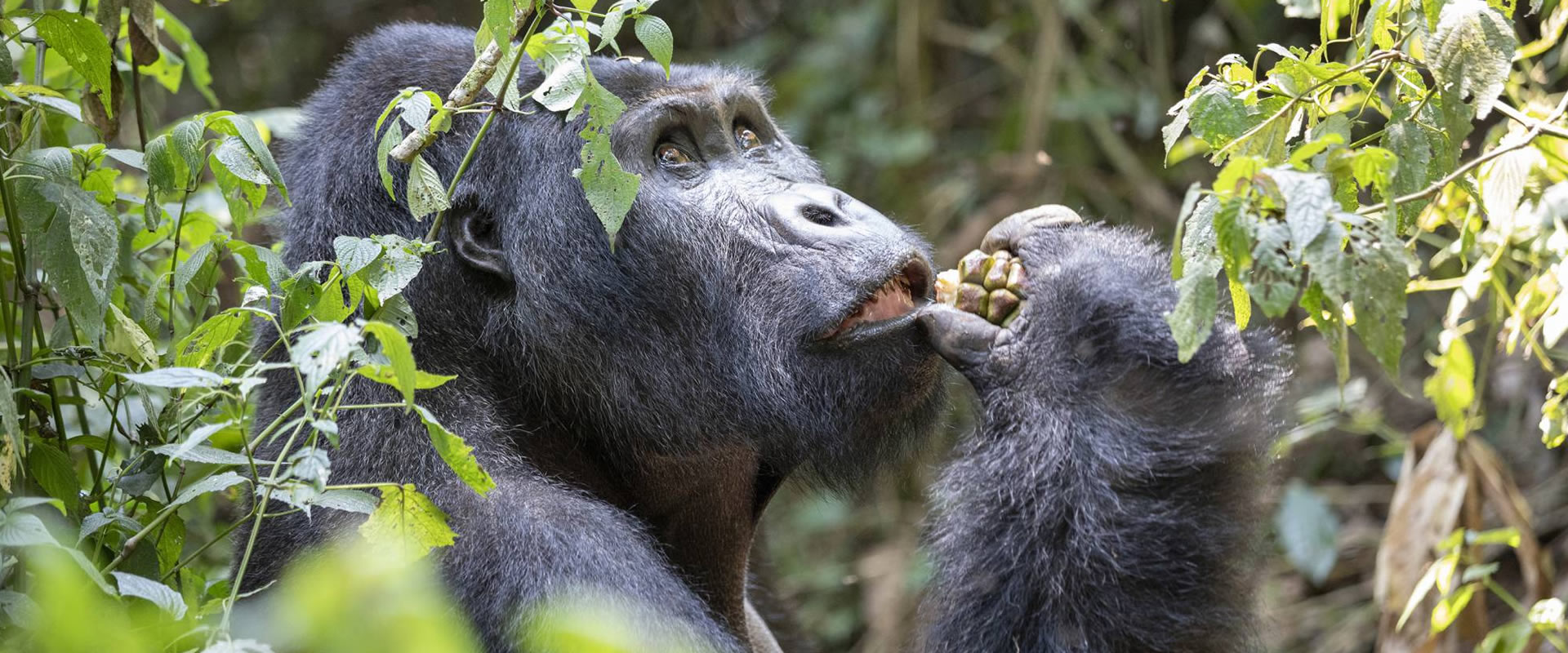 4 Days Uganda Bwindi Gorilla Trek | All Time Safaris